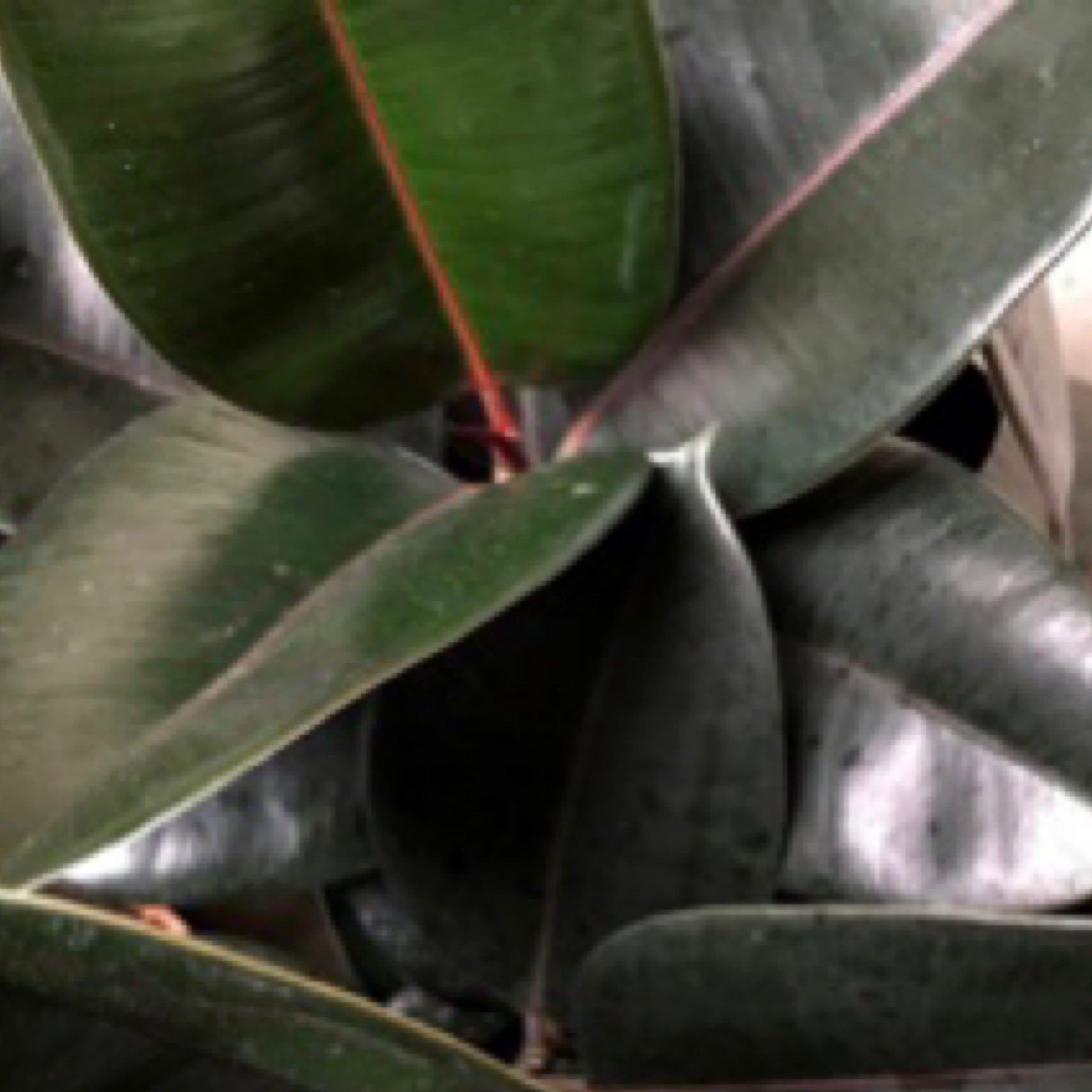 Ficus Trees | The 5th Street Market & Nursery